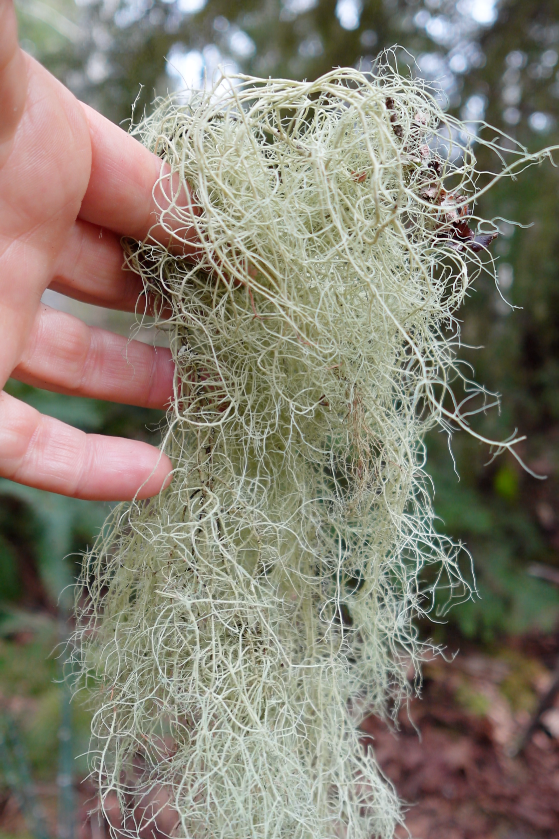 Usnea (Old Man’s Beard) | Medicinal Uses, Identification & Harvesting ...