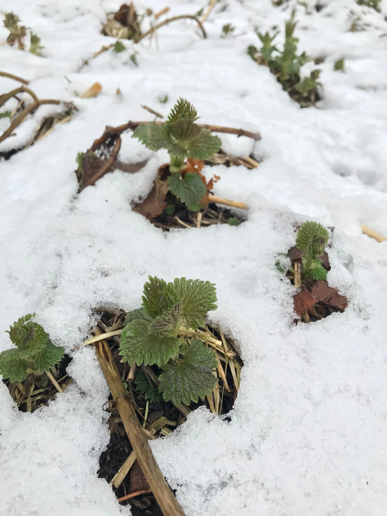 Timing your Seeds in Spring — Ravensong Seeds & Herbals