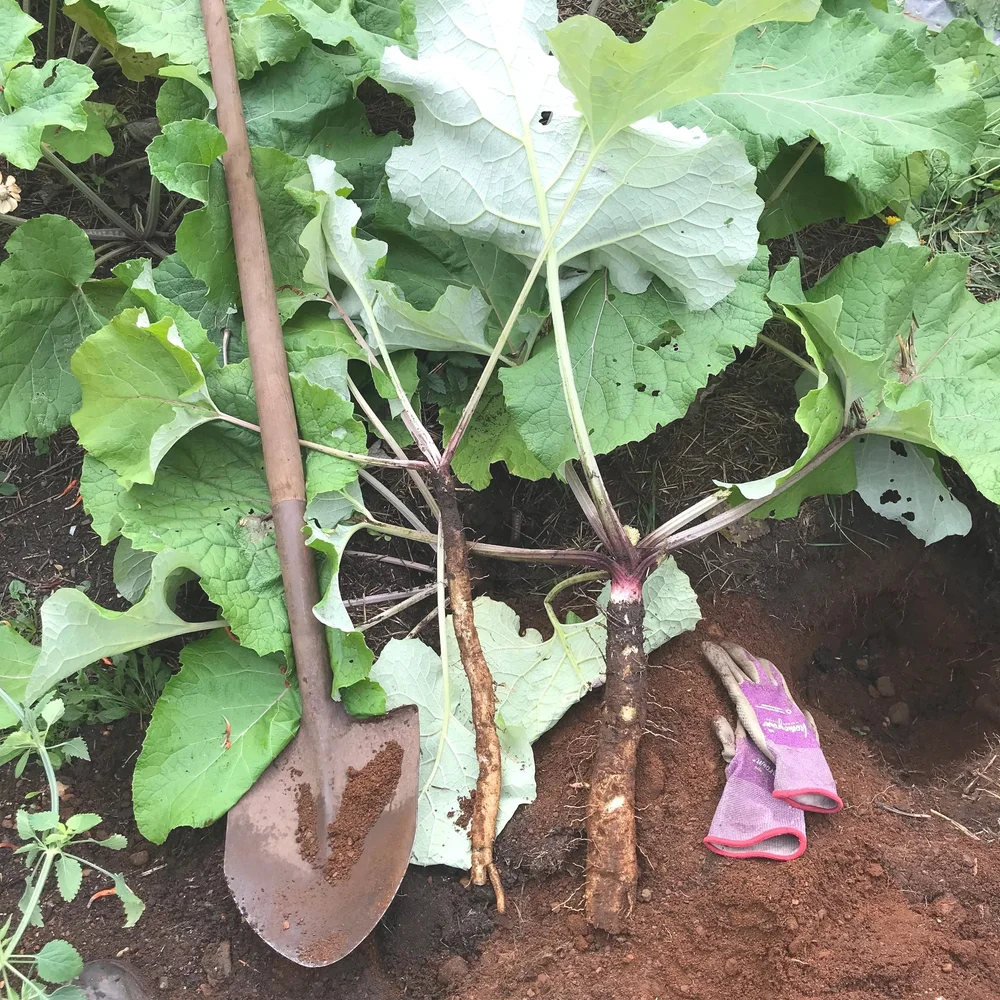 Underground Apothecary | A guide to harvesting root medicines ...