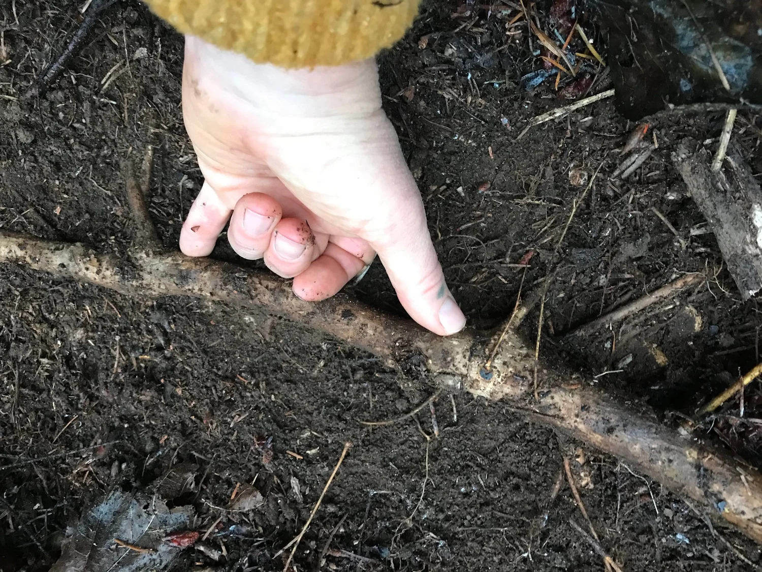 Devil's Club | the Healer's healer — Ravensong Seeds & Herbals