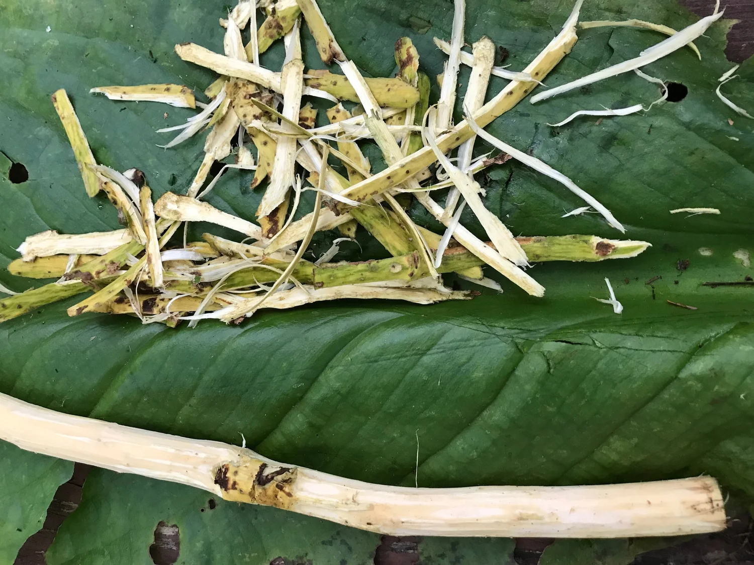 Devil's Club | the Healer's healer — Ravensong Seeds & Herbals