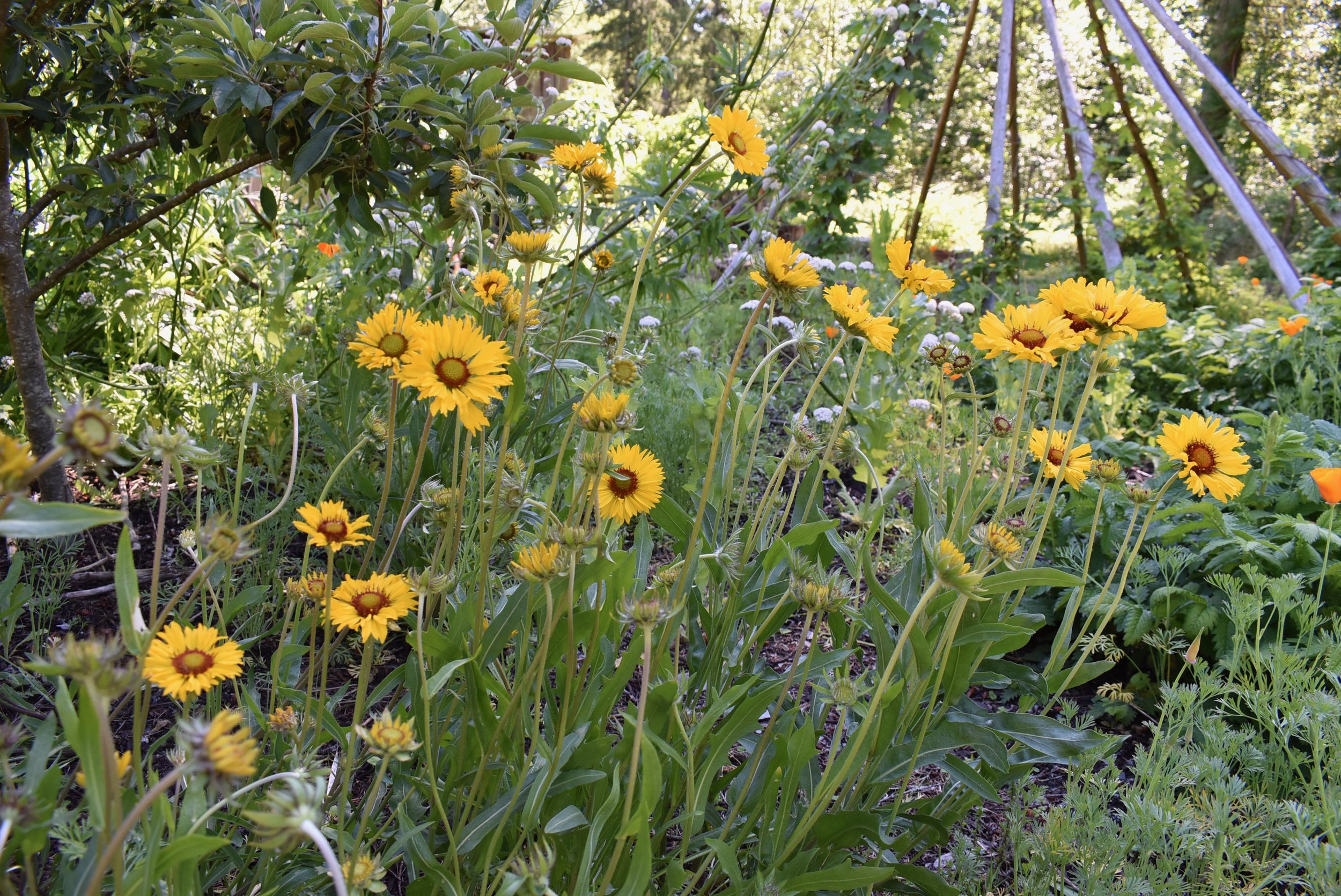 Timing your Seeds in Spring — Ravensong Seeds & Herbals