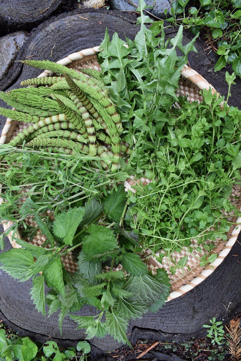 Timing your Seeds in Spring — Ravensong Seeds & Herbals