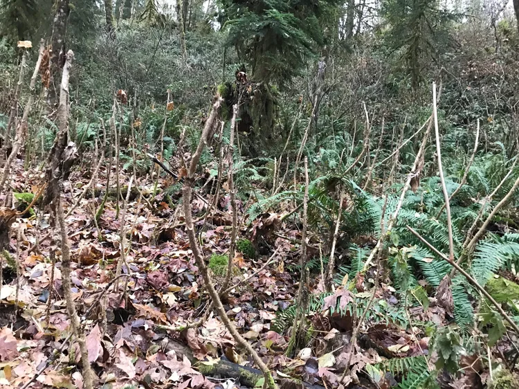 Devil's Club | the Healer's healer — Ravensong Seeds & Herbals