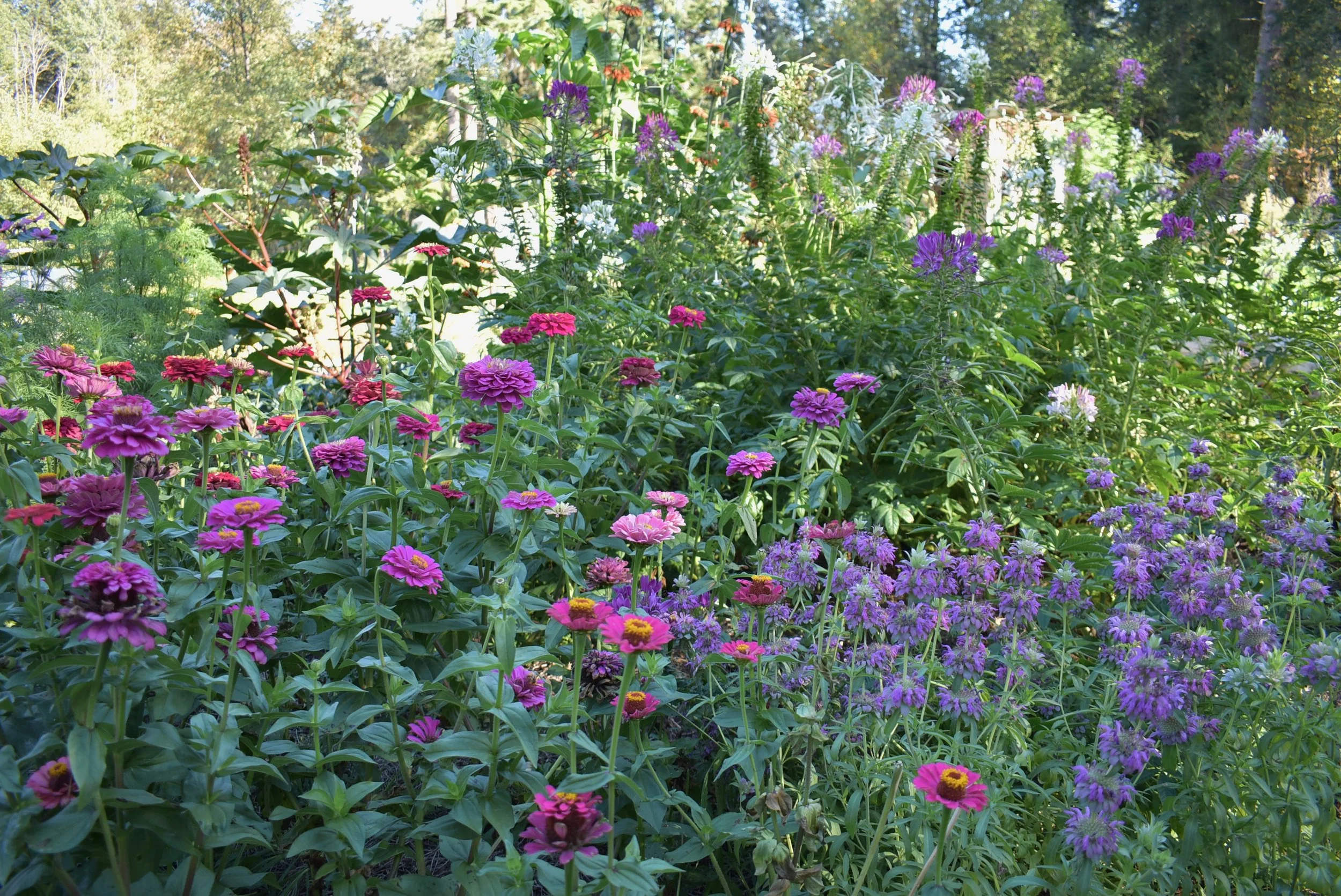 Timing your Seeds in Spring — Ravensong Seeds & Herbals