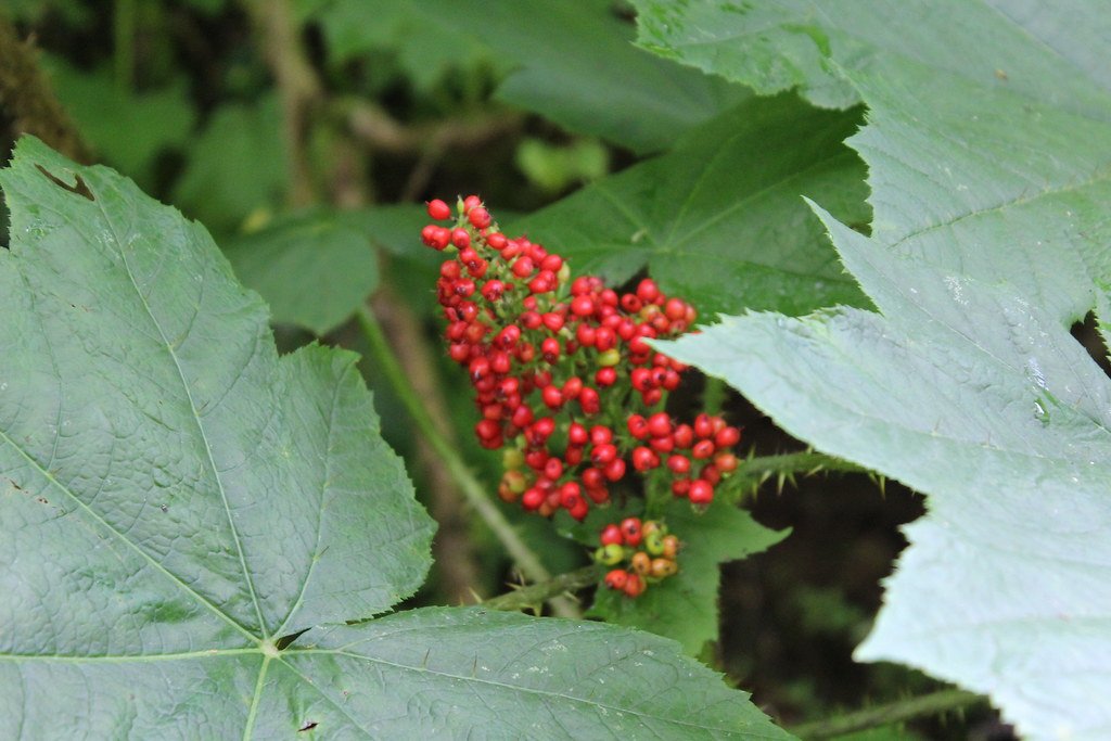 Devil's Club | the Healer's healer — Ravensong Seeds & Herbals