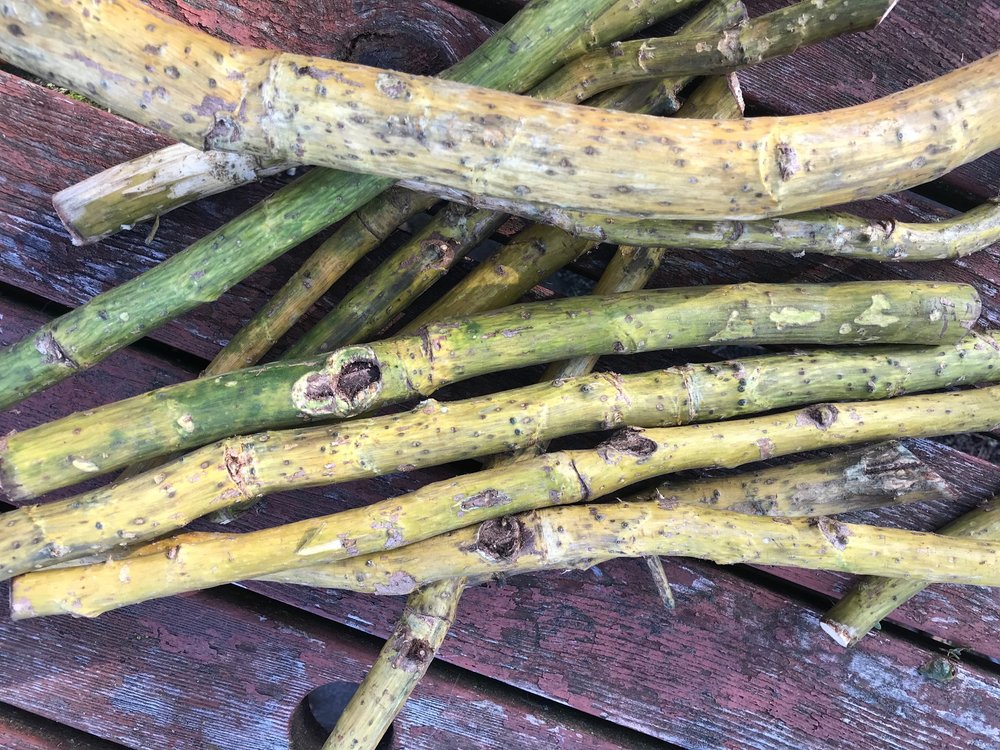 Devil's Club | the Healer's healer — Ravensong Seeds & Herbals