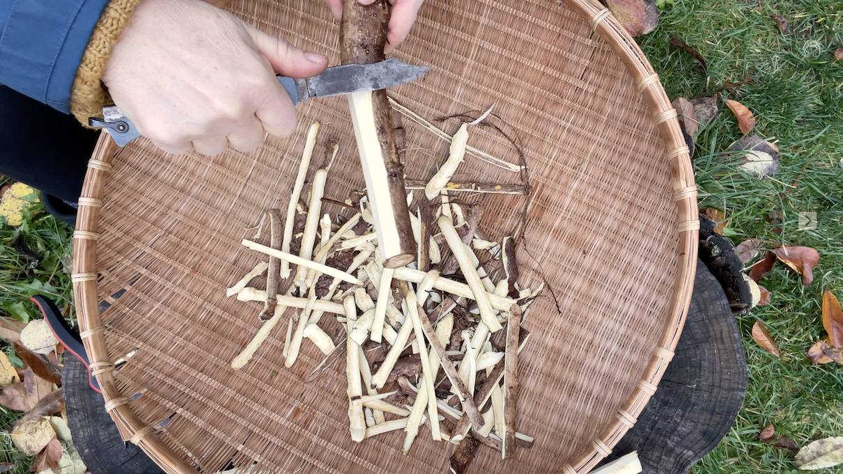 Devil's Club | the Healer's healer — Ravensong Seeds & Herbals