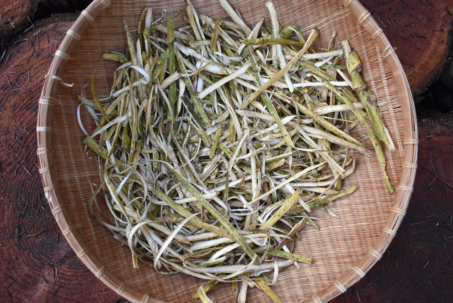 Devil's Club | the Healer's healer — Ravensong Seeds & Herbals