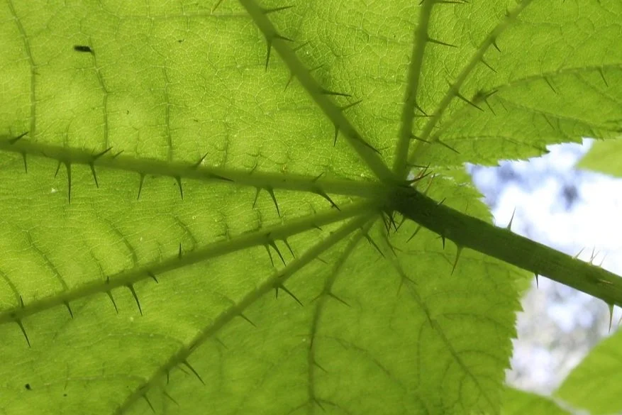 Devil's Club | the Healer's healer — Ravensong Seeds & Herbals