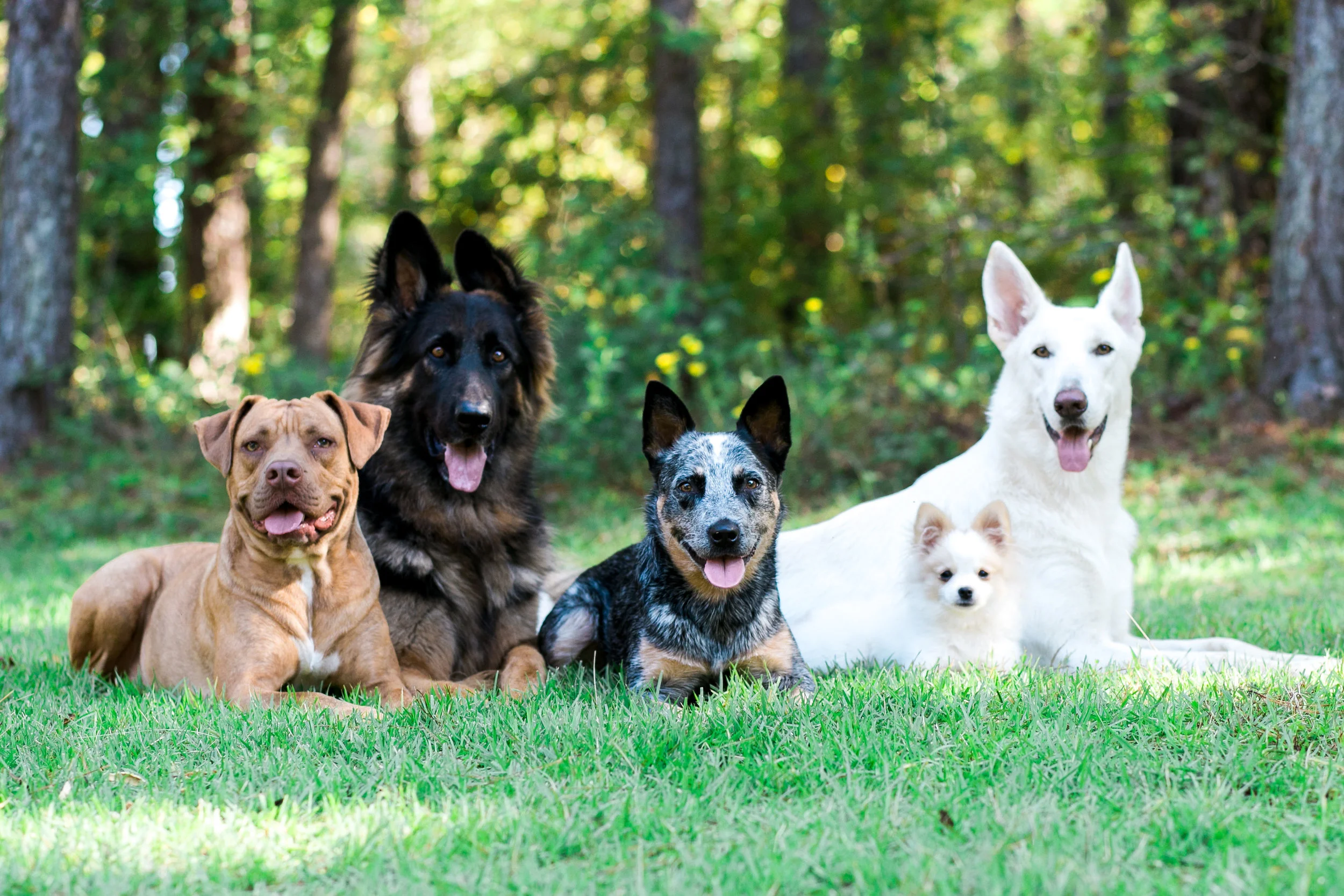 Frequently Asked Questions — Serenity K9