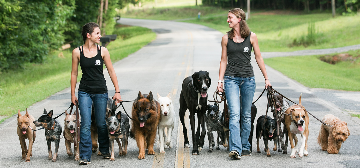 Services — Middle Georgia Dog Training - Obedience Training - Puppy Training - Aggression Rehab