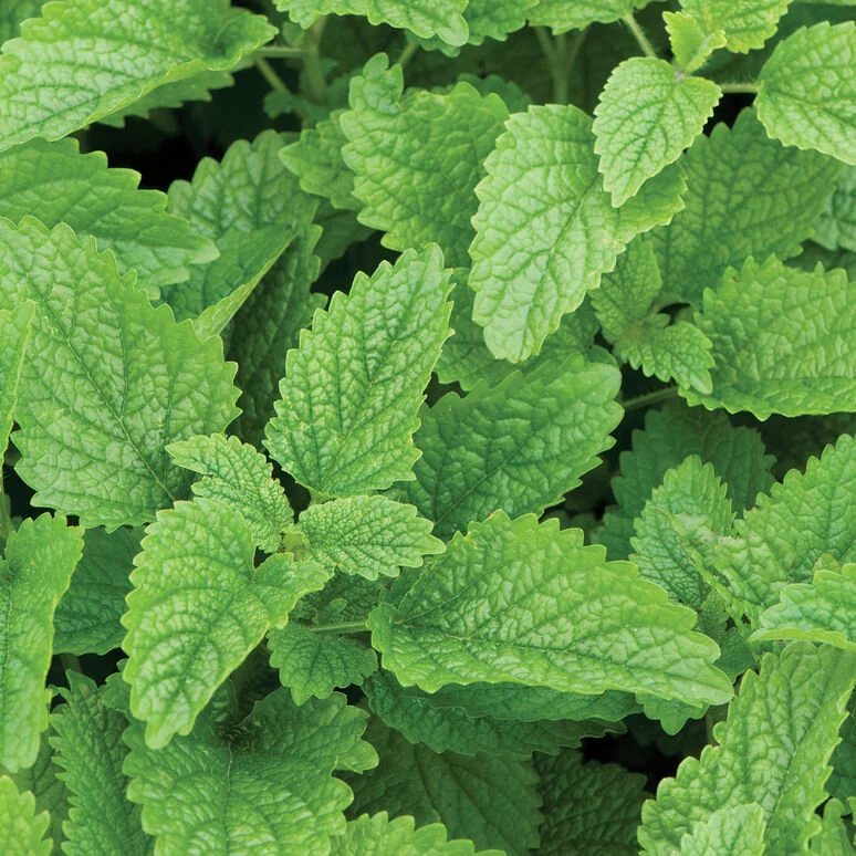 Plant Profile Lemon Balm Melissa Officinalis Red Wagon Plants