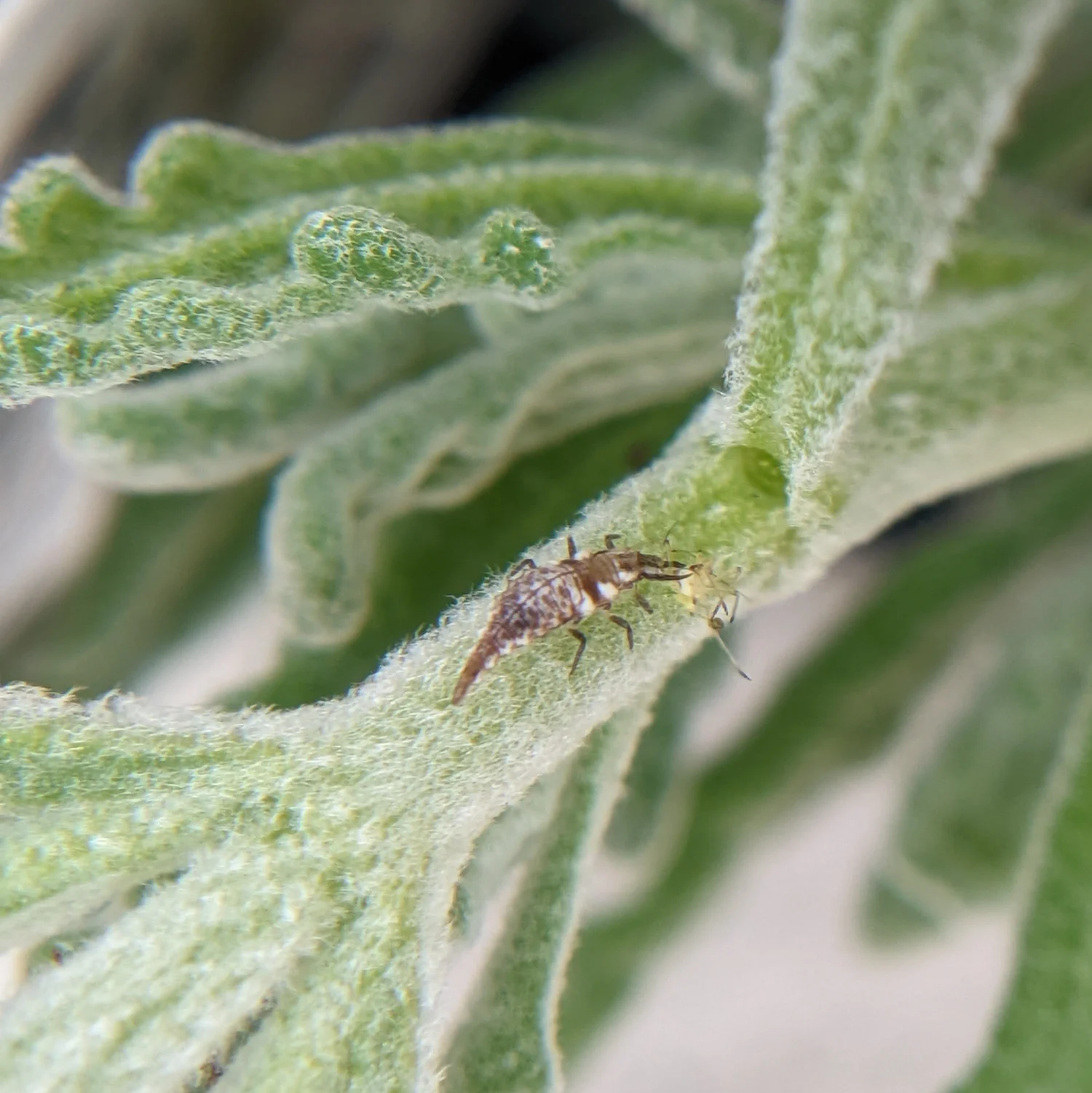 Behind the Scenes: Pest Management at Red Wagon Plants — Red Wagon Plants