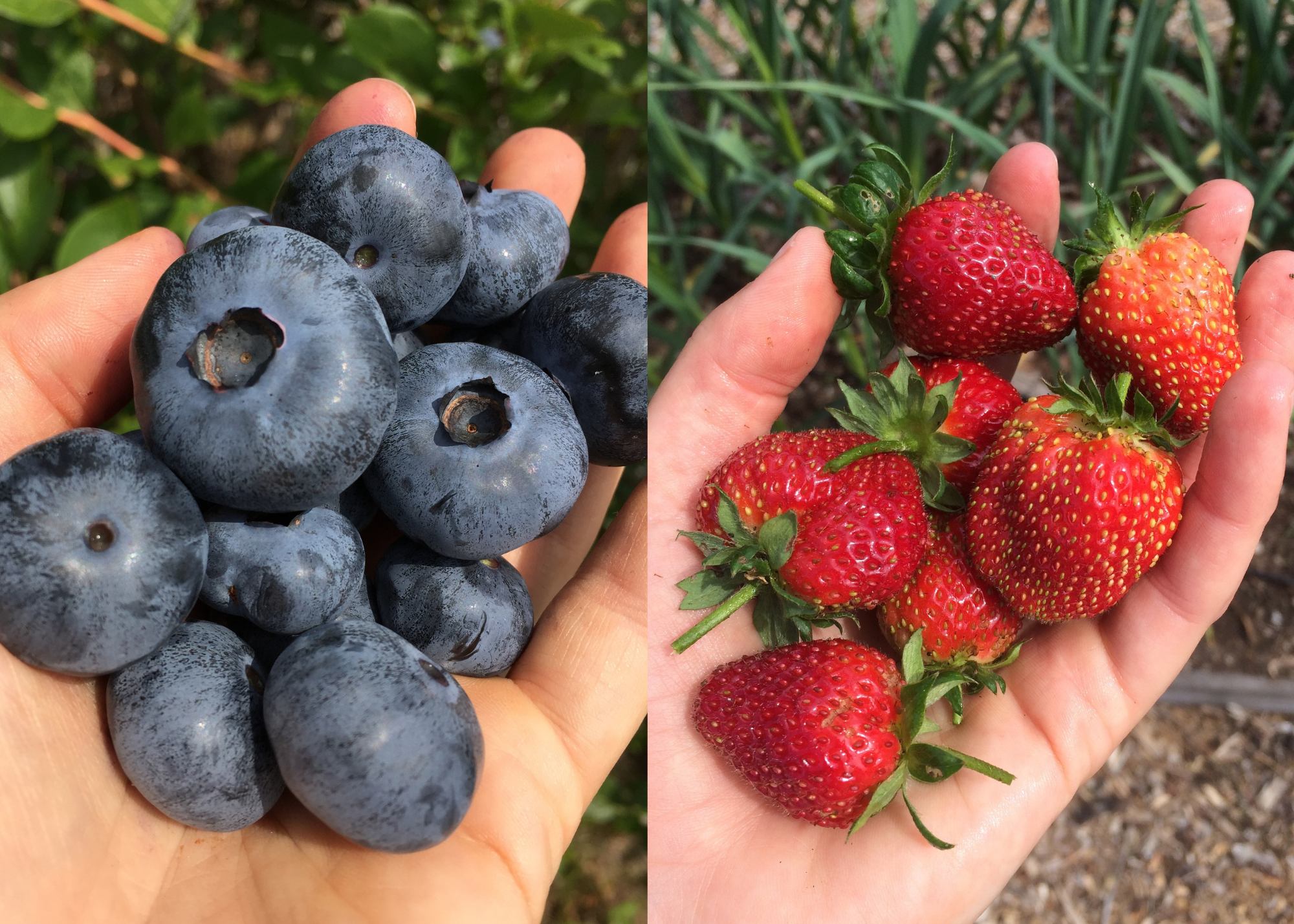 Very Berry Weekend — Red Wagon Plants
