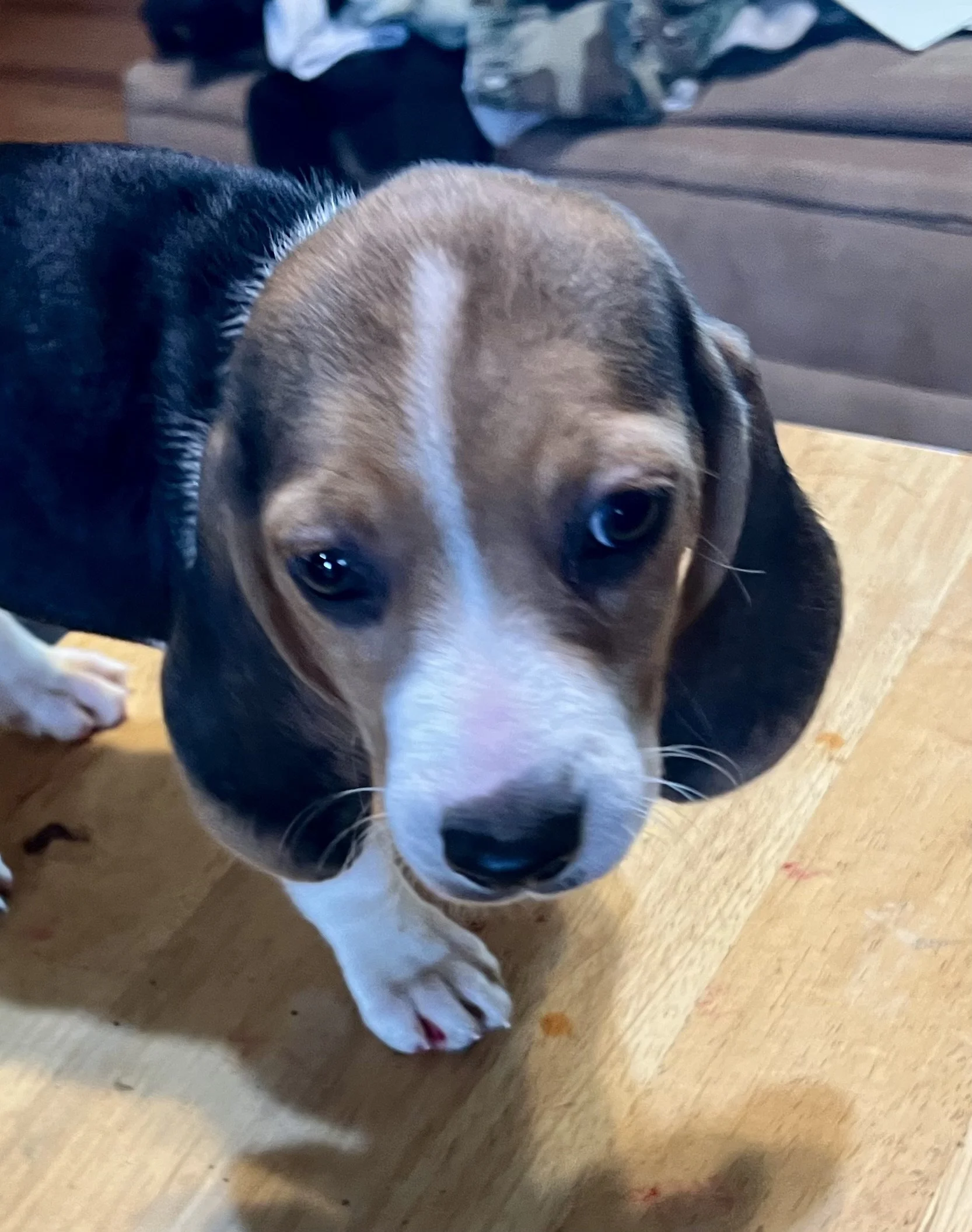 Winnie 75 — Andertons Alabama Beagles