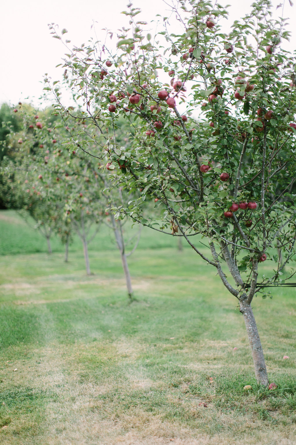 Portland Maine Elegant Wedding and Event Venue — The Maine Barns