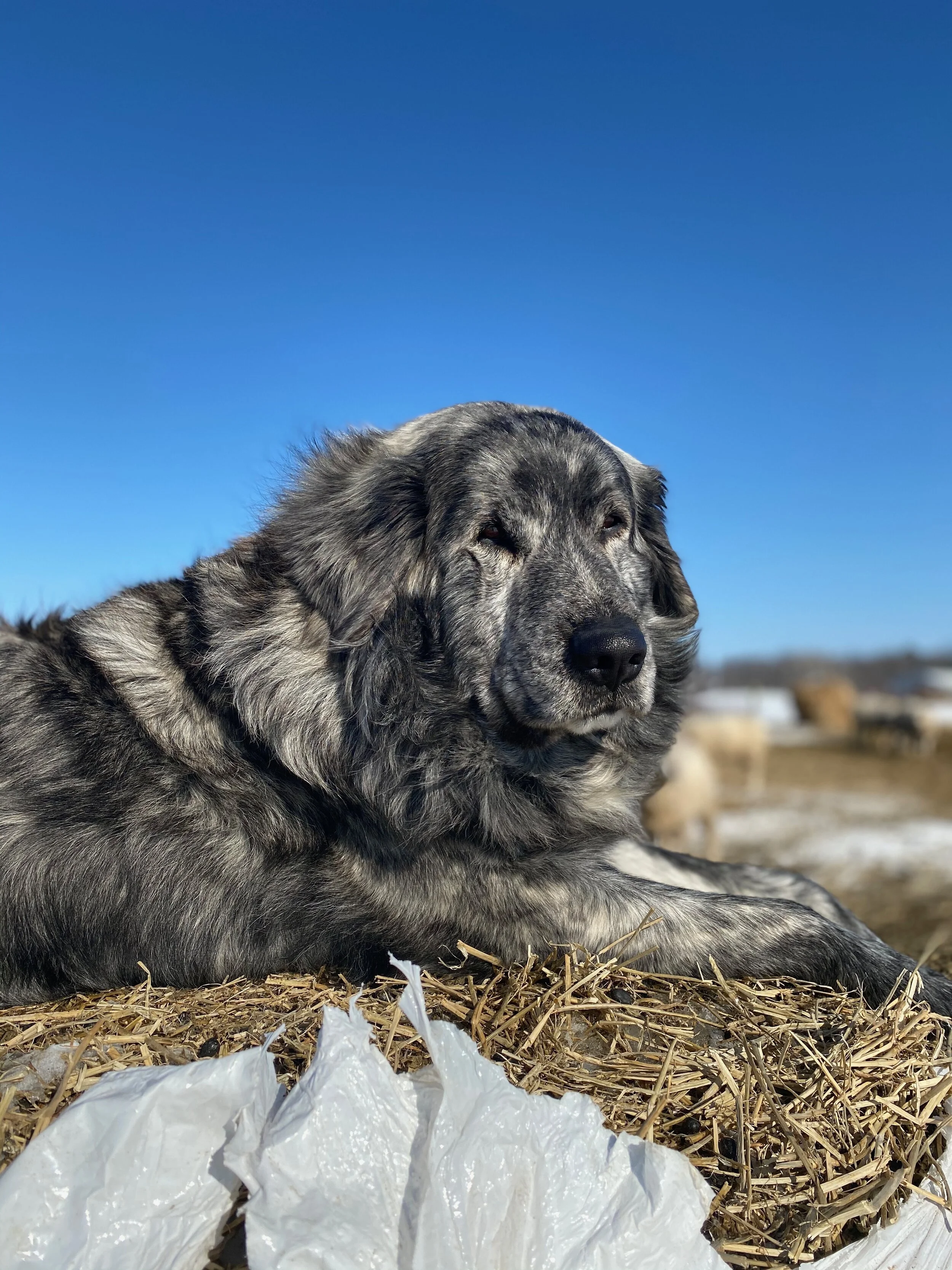 Livestock Guardian Dog Puppies | LGD sheep dogs for predator protection ...
