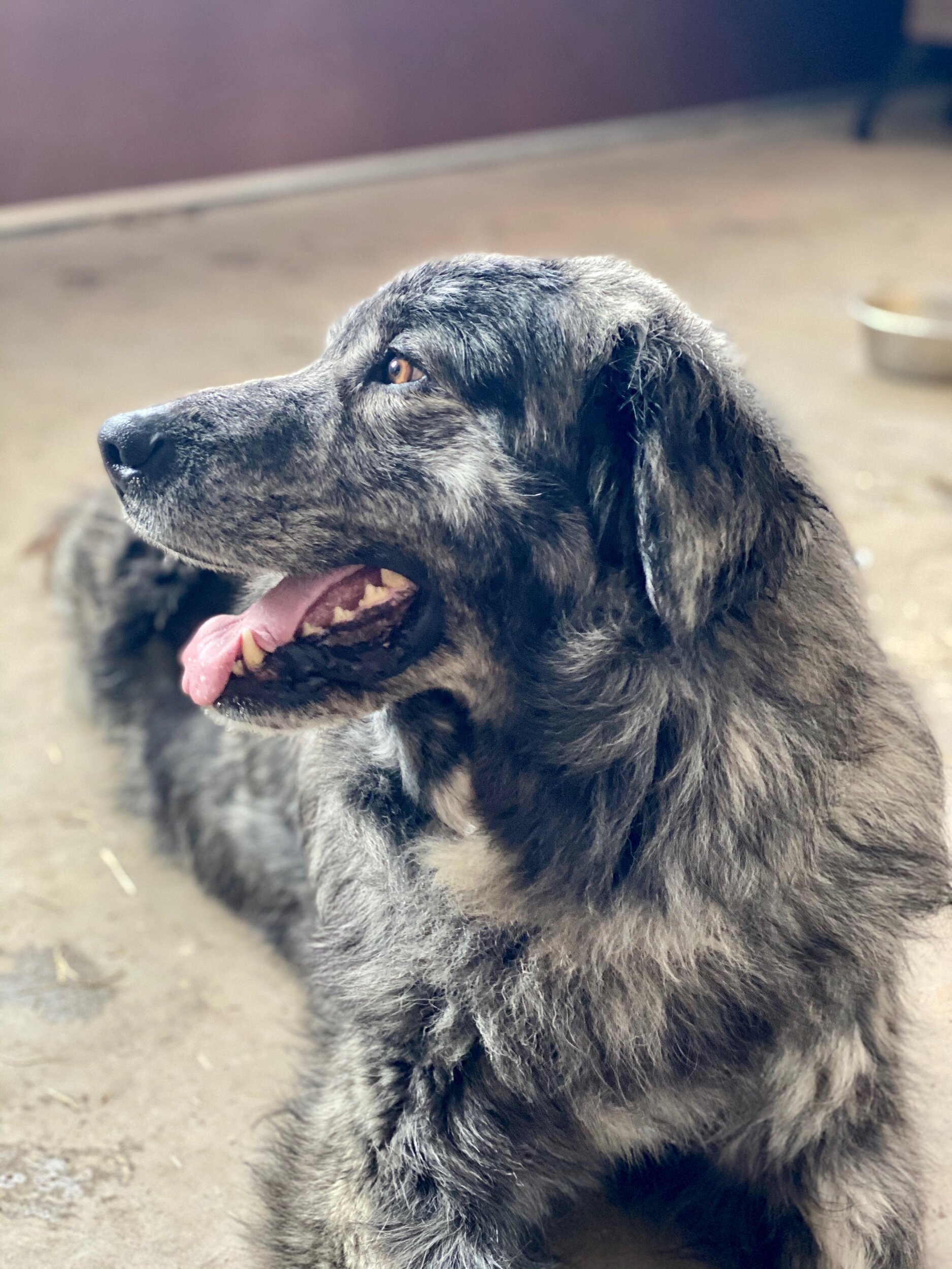 Livestock Guardian Dog Puppies | LGD sheep dogs for predator protection ... Livestock Guardian Dog Puppies | LGD sheep dogs for predator protection ...