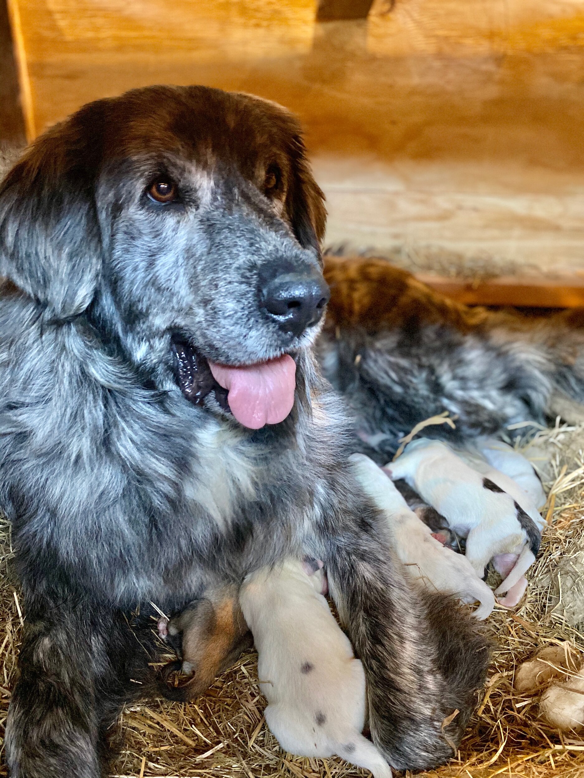 Livestock Guardian Dog Puppies | LGD sheep dogs for predator protection ... Livestock Guardian Dog Puppies | LGD sheep dogs for predator protection ...