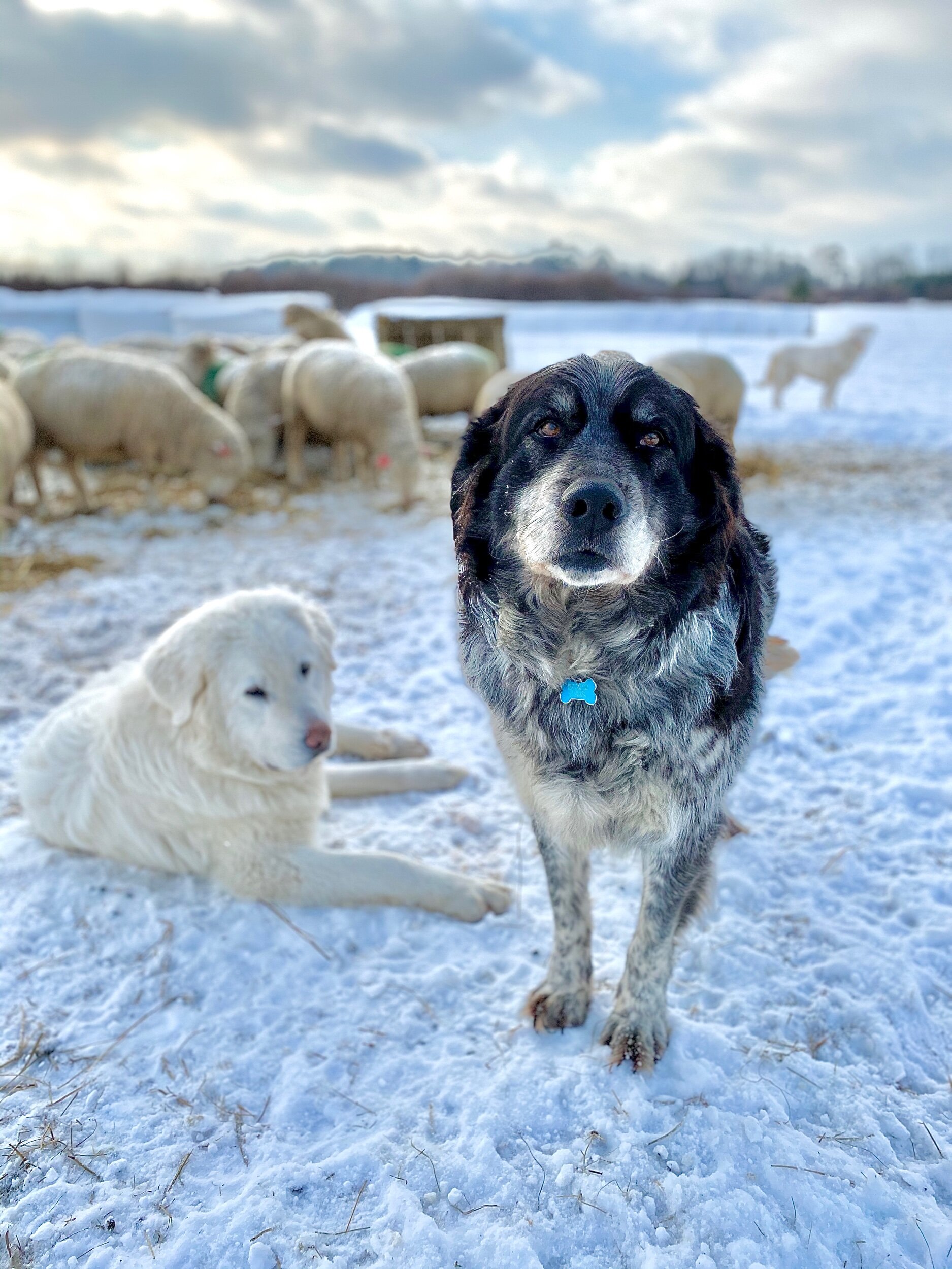 Livestock Guardian Dog Puppies | LGD sheep dogs for predator protection ... Livestock Guardian Dog Puppies | LGD sheep dogs for predator protection ...