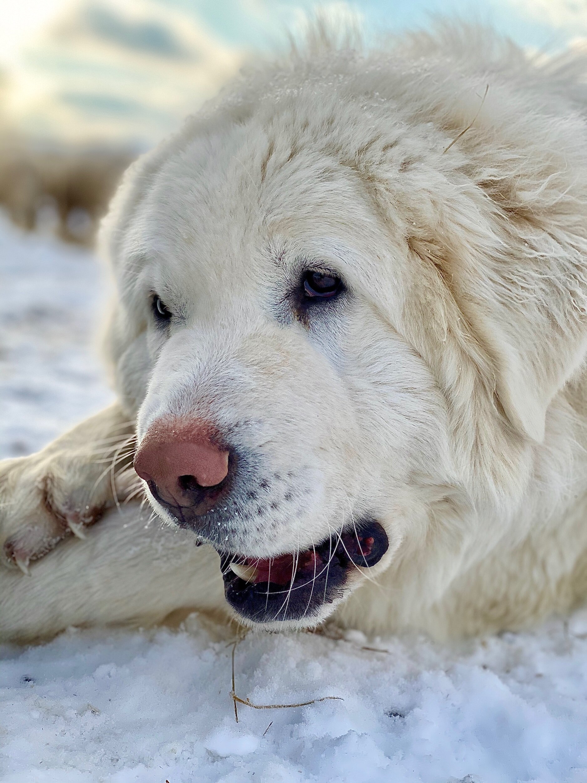 Livestock Guardian Dog Puppies | LGD sheep dogs for predator protection ... Livestock Guardian Dog Puppies | LGD sheep dogs for predator protection ...