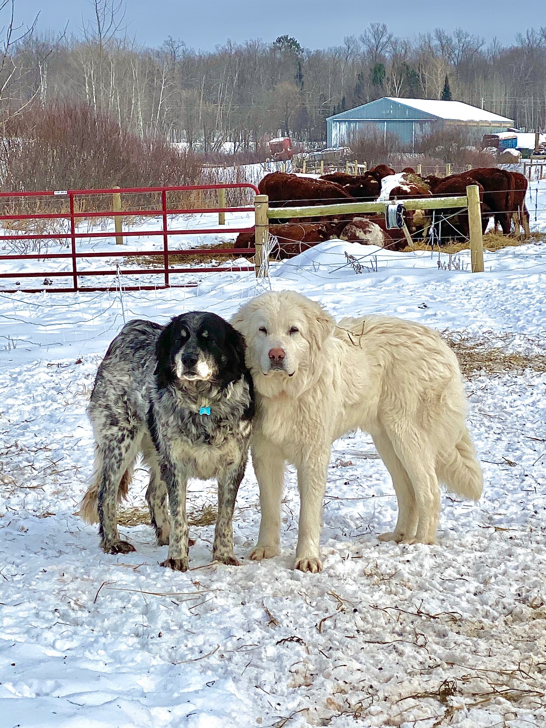Livestock Guardian Dog Puppies | LGD sheep dogs for predator protection ... Livestock Guardian Dog Puppies | LGD sheep dogs for predator protection ...