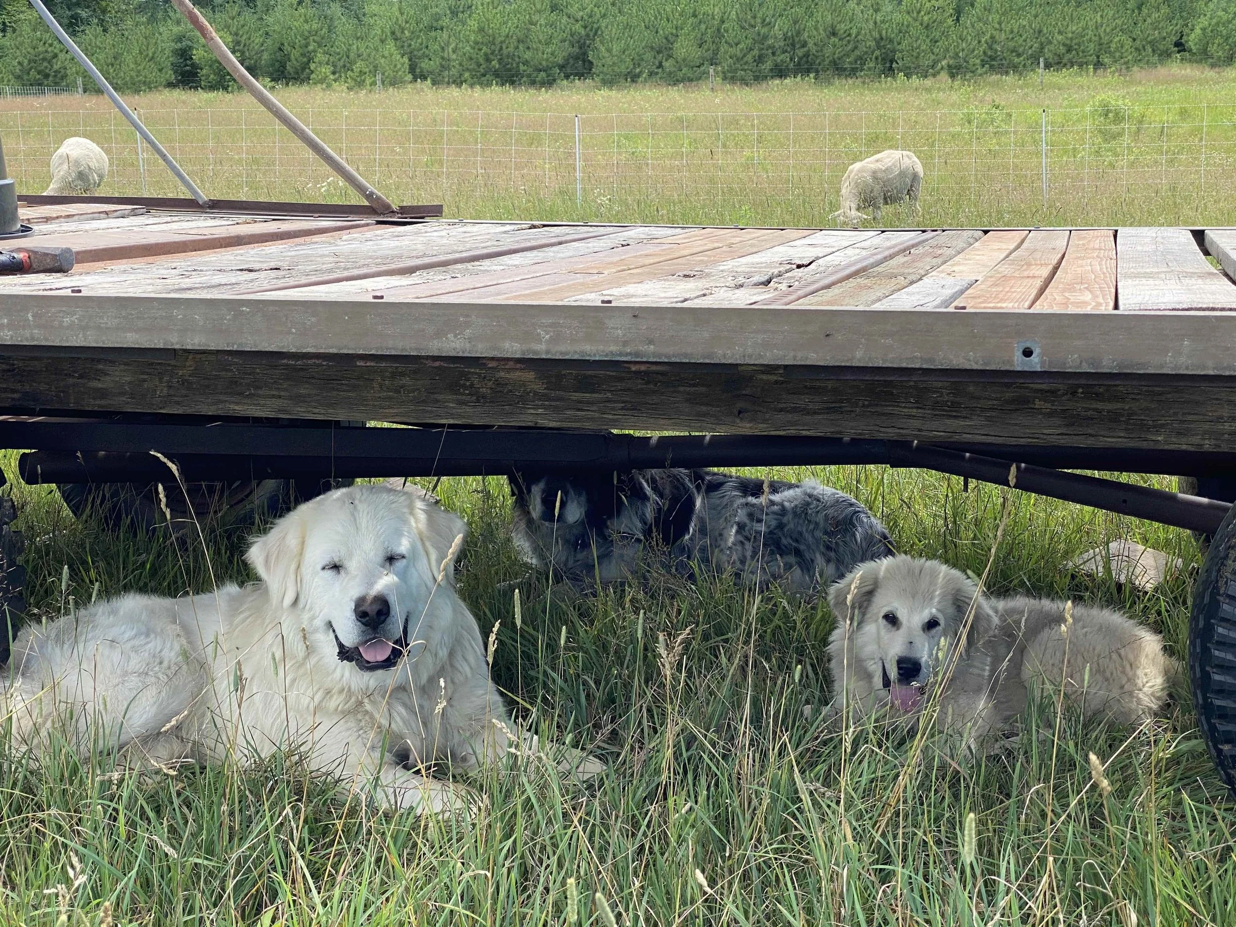 Livestock Guardian Dog Puppies | LGD sheep dogs for predator protection ... Livestock Guardian Dog Puppies | LGD sheep dogs for predator protection ...