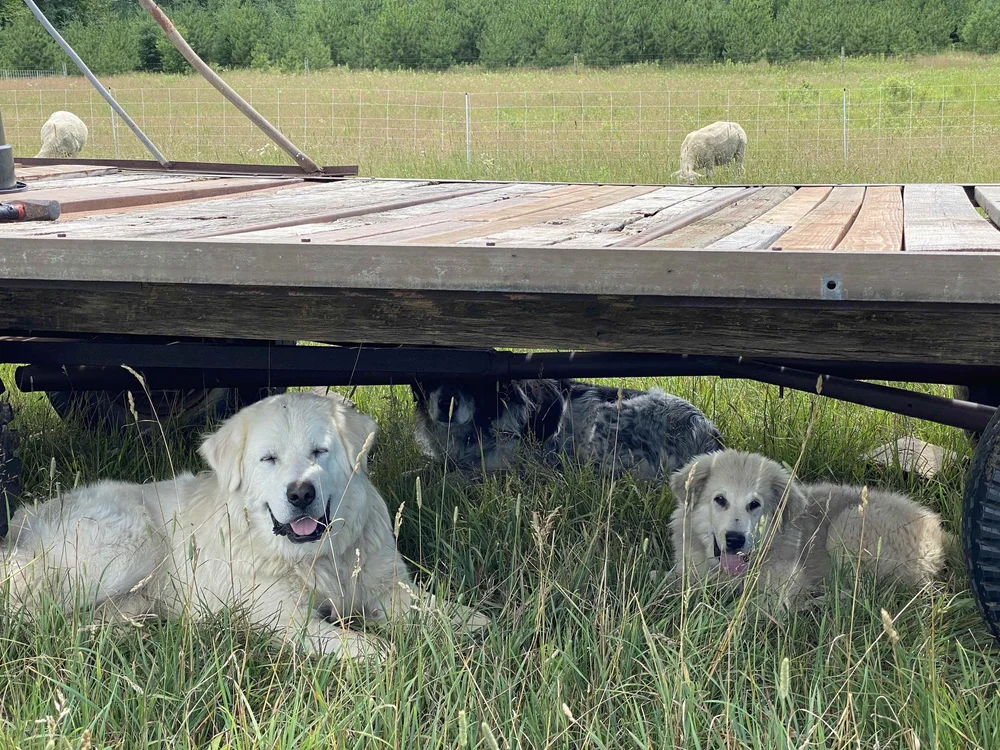Livestock Guardian Dog Puppies | LGD sheep dogs for predator protection ...
