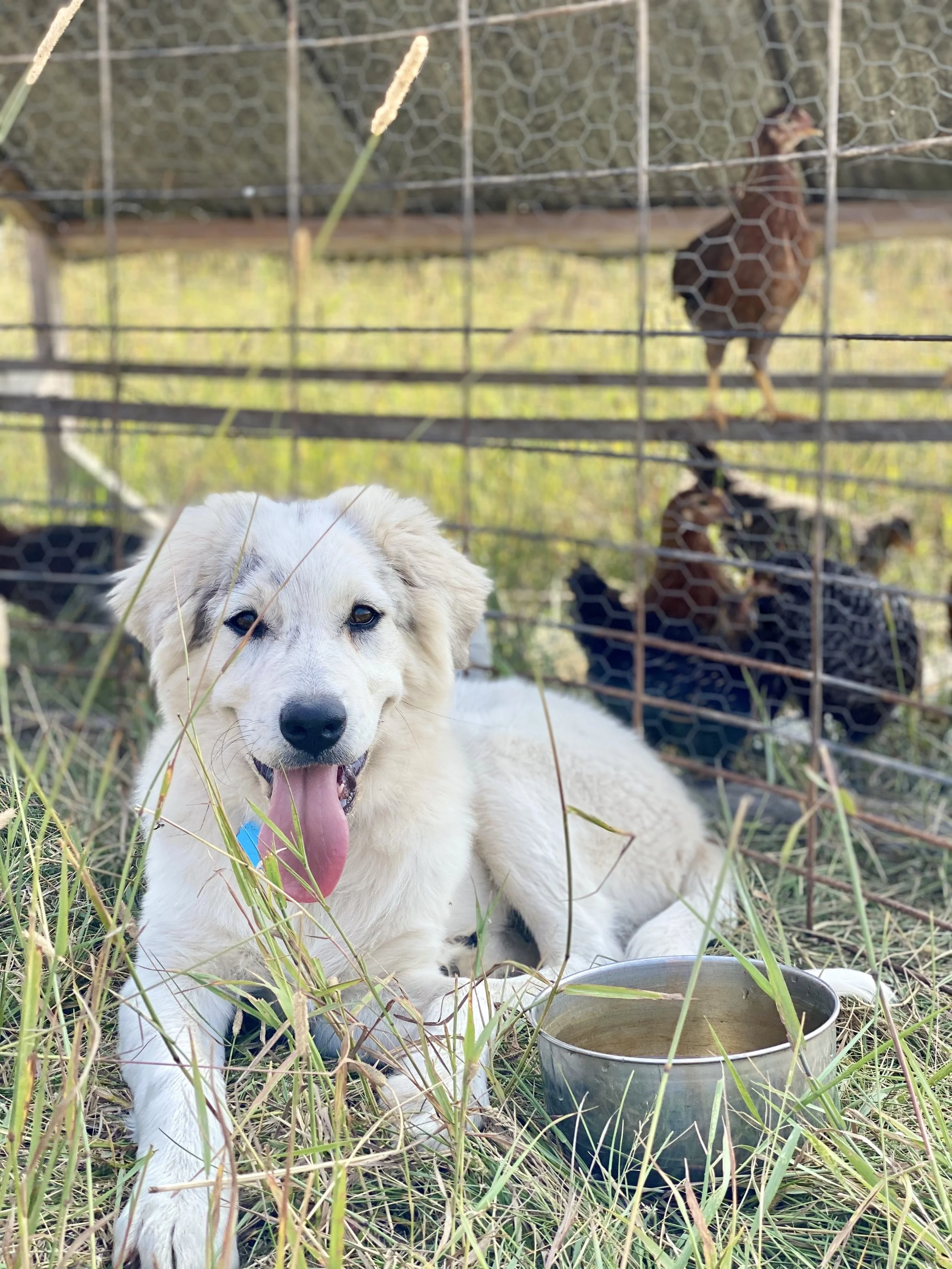 Livestock Guardian Dog Puppies | LGD sheep dogs for predator protection ...