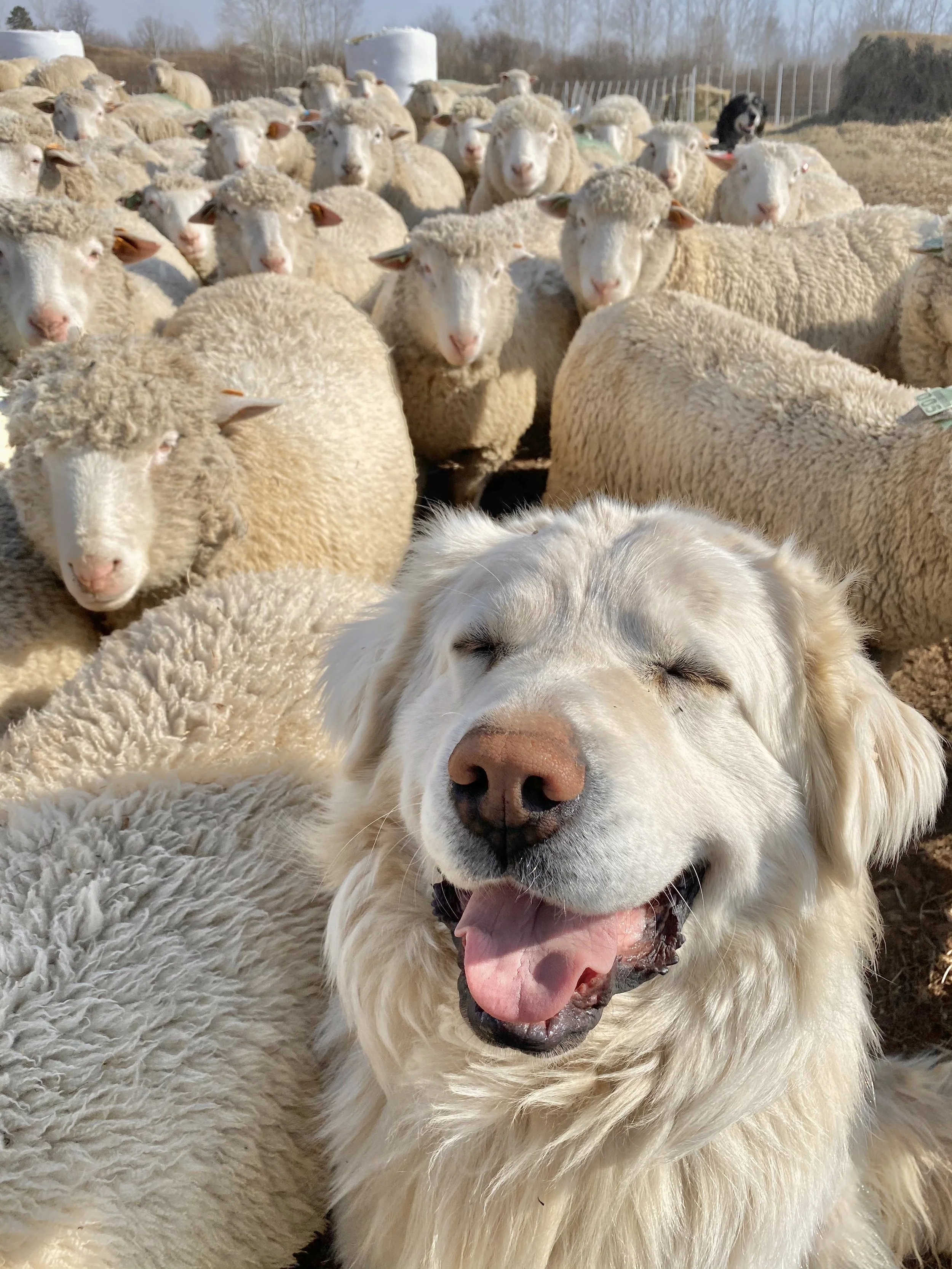 Livestock Guardian Dog Puppies | LGD sheep dogs for predator protection ...