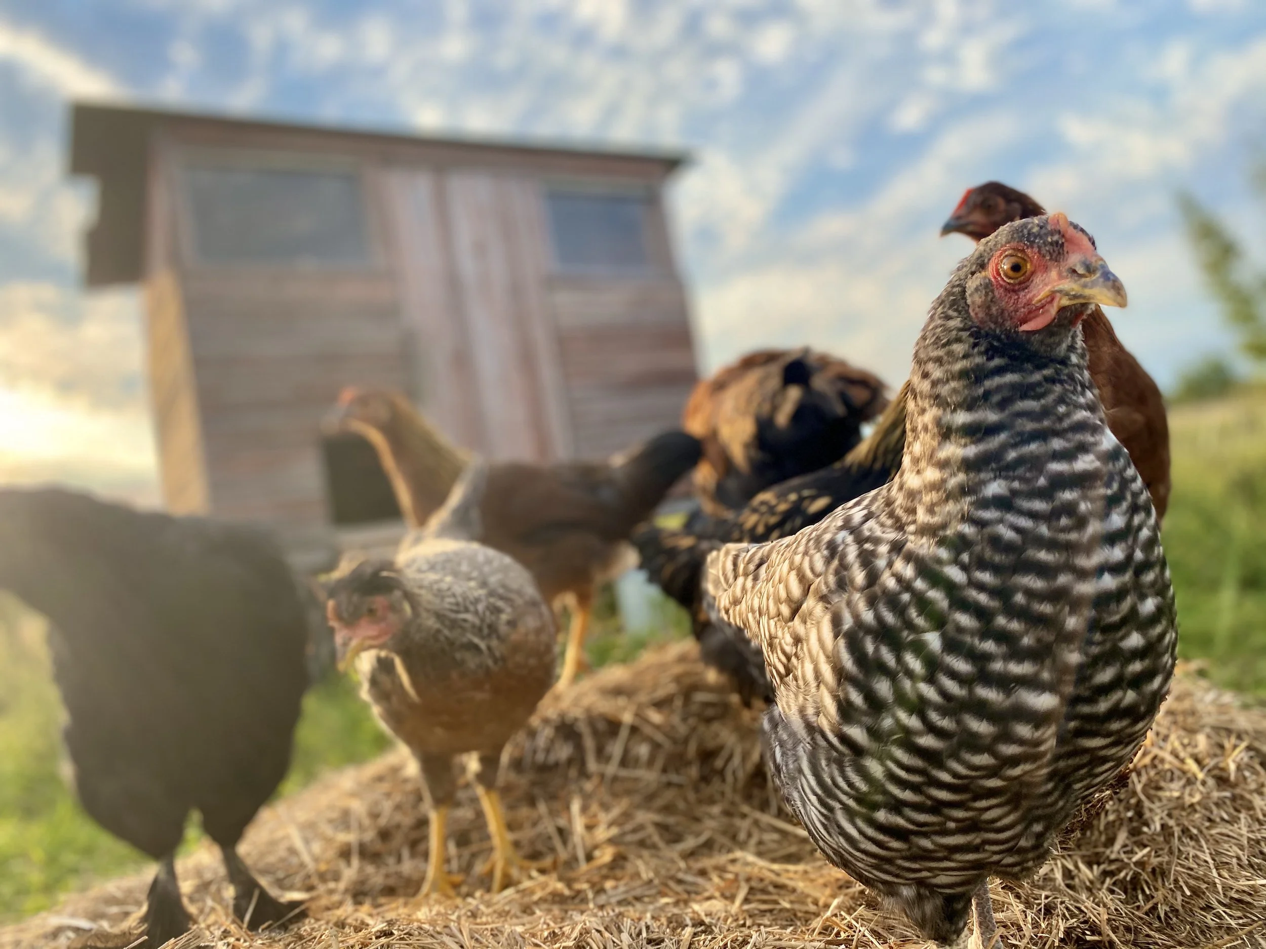 The Animals | Grass Fed & Pastured Beef, Pork, & Lamb | Regenerative ...
