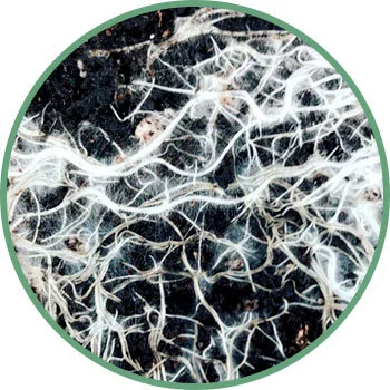 Wildroot Organics | Enhance Plant Growth Today
