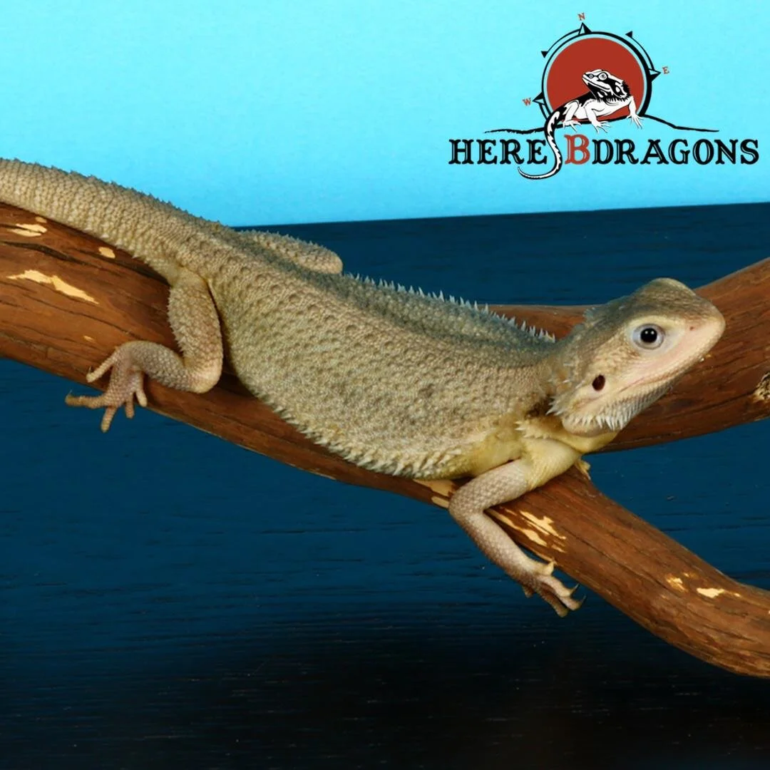 Shop Bearded Dragons — HereBDragons.com