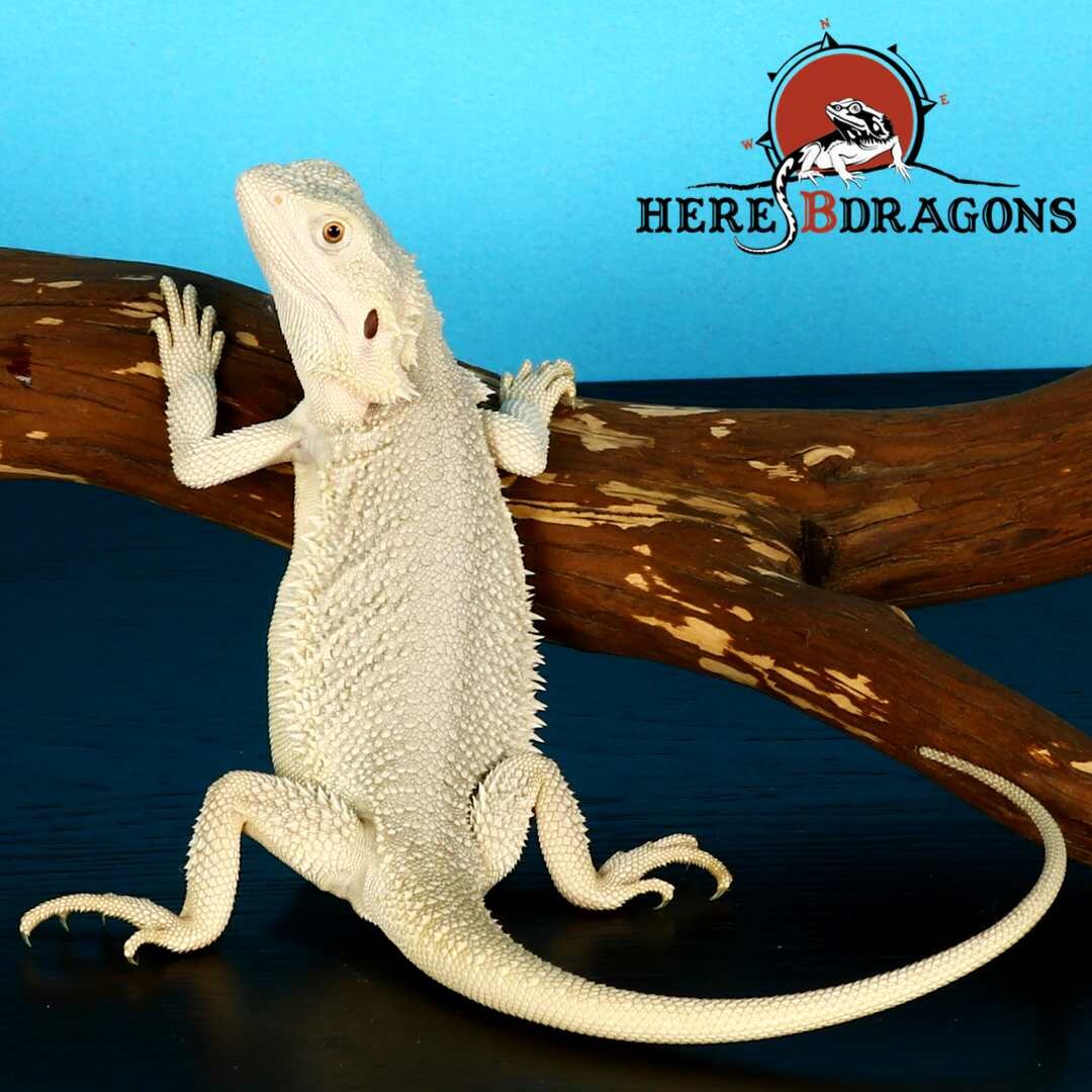 Hypo Albino Bearded Dragon