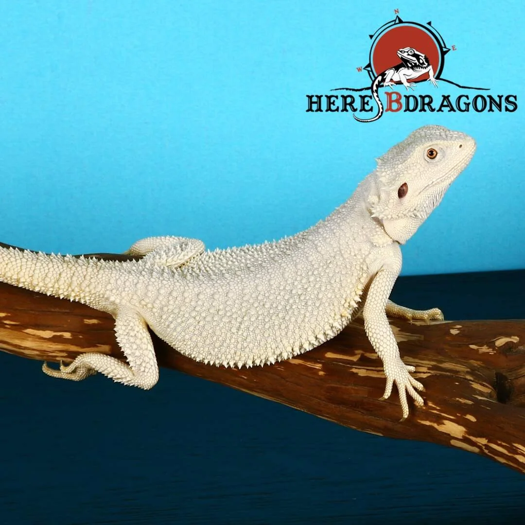 Shop Bearded Dragons — HereBDragons.com