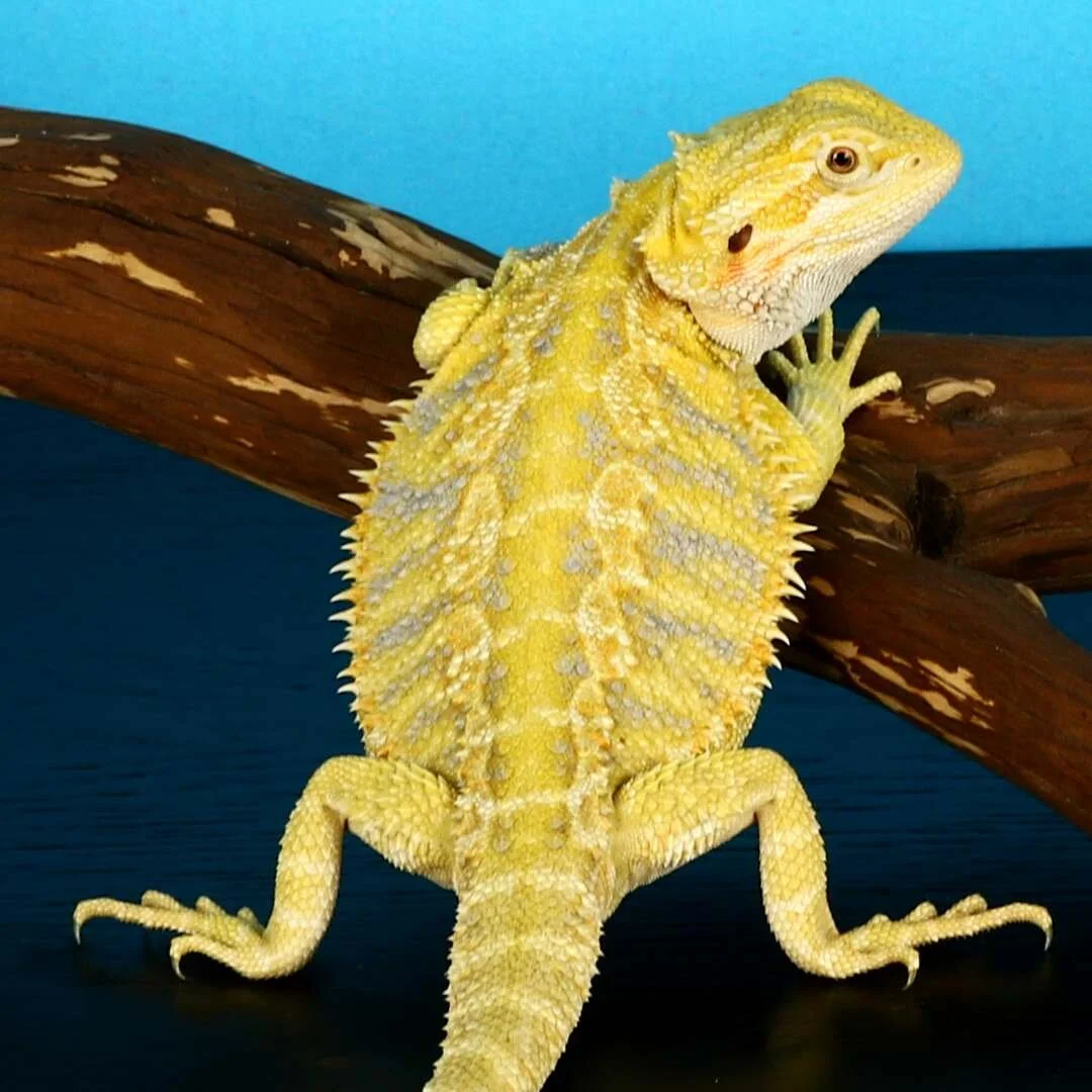 Shop Bearded Dragons — HereBDragons.com