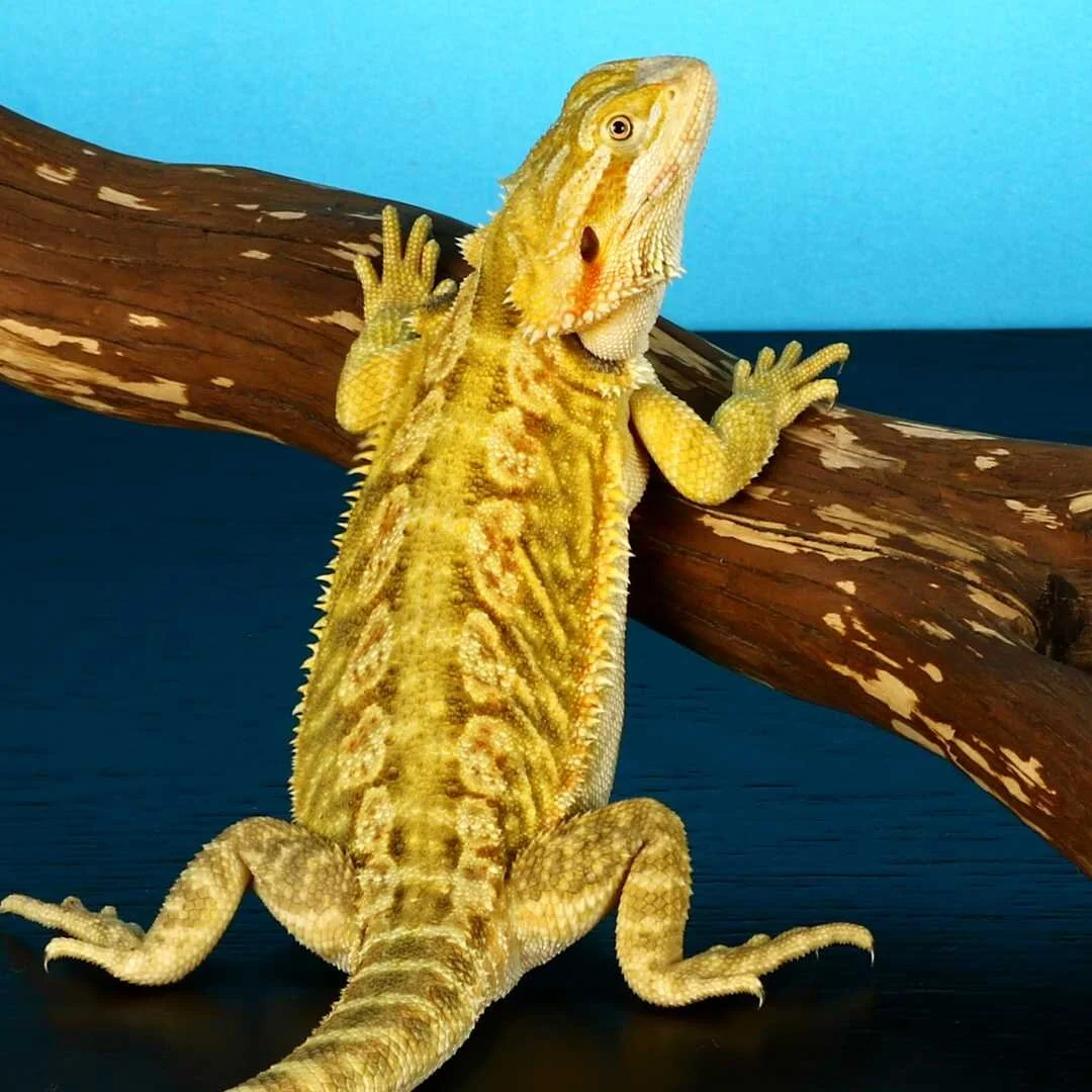 Citrus Bearded Dragon