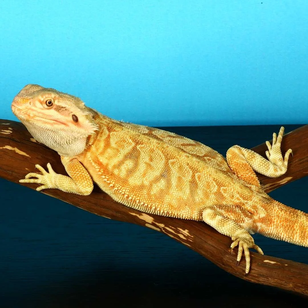Orange Bearded Dragons