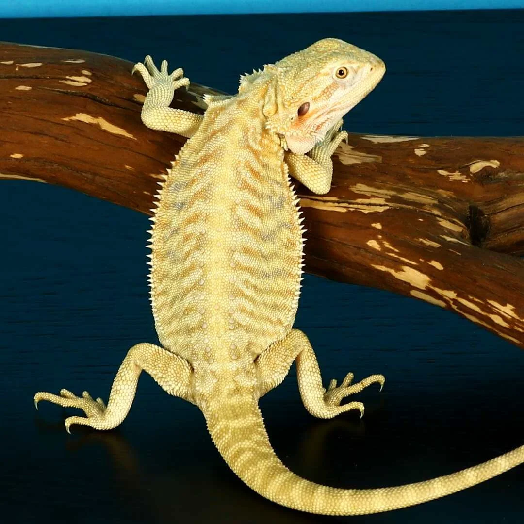Albino Bearded Dragon