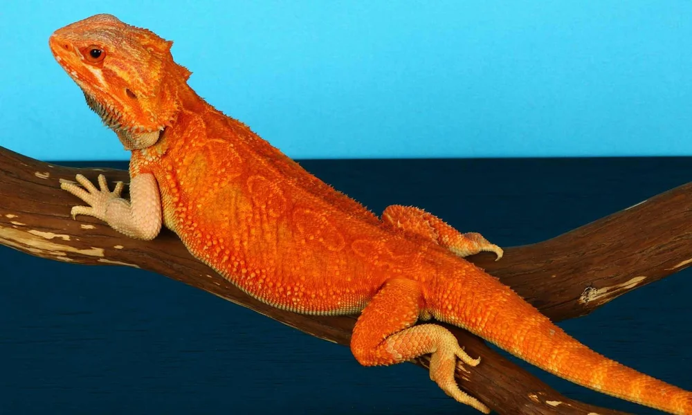 Red And Blue Bearded Dragon