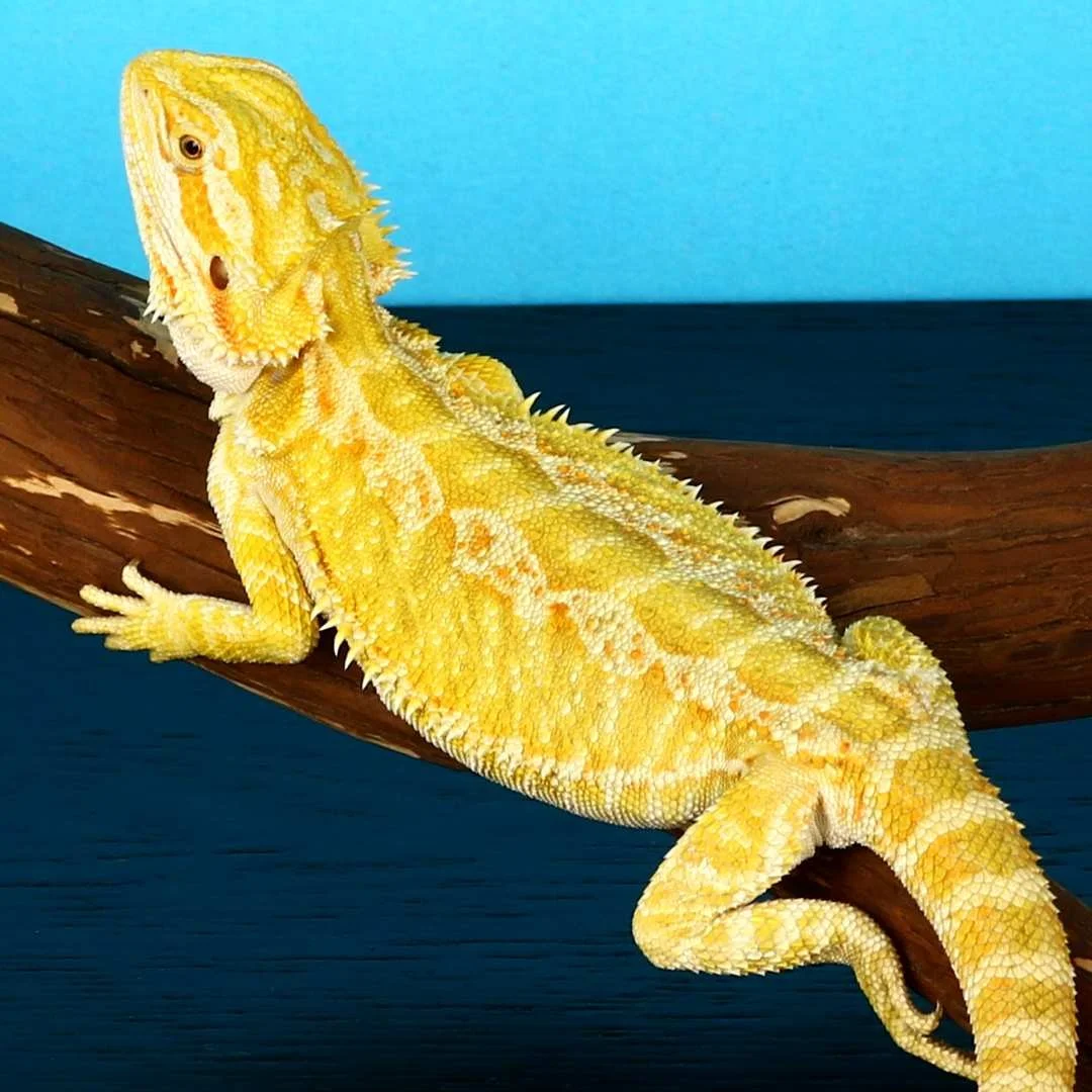 Yellow Bearded Dragons