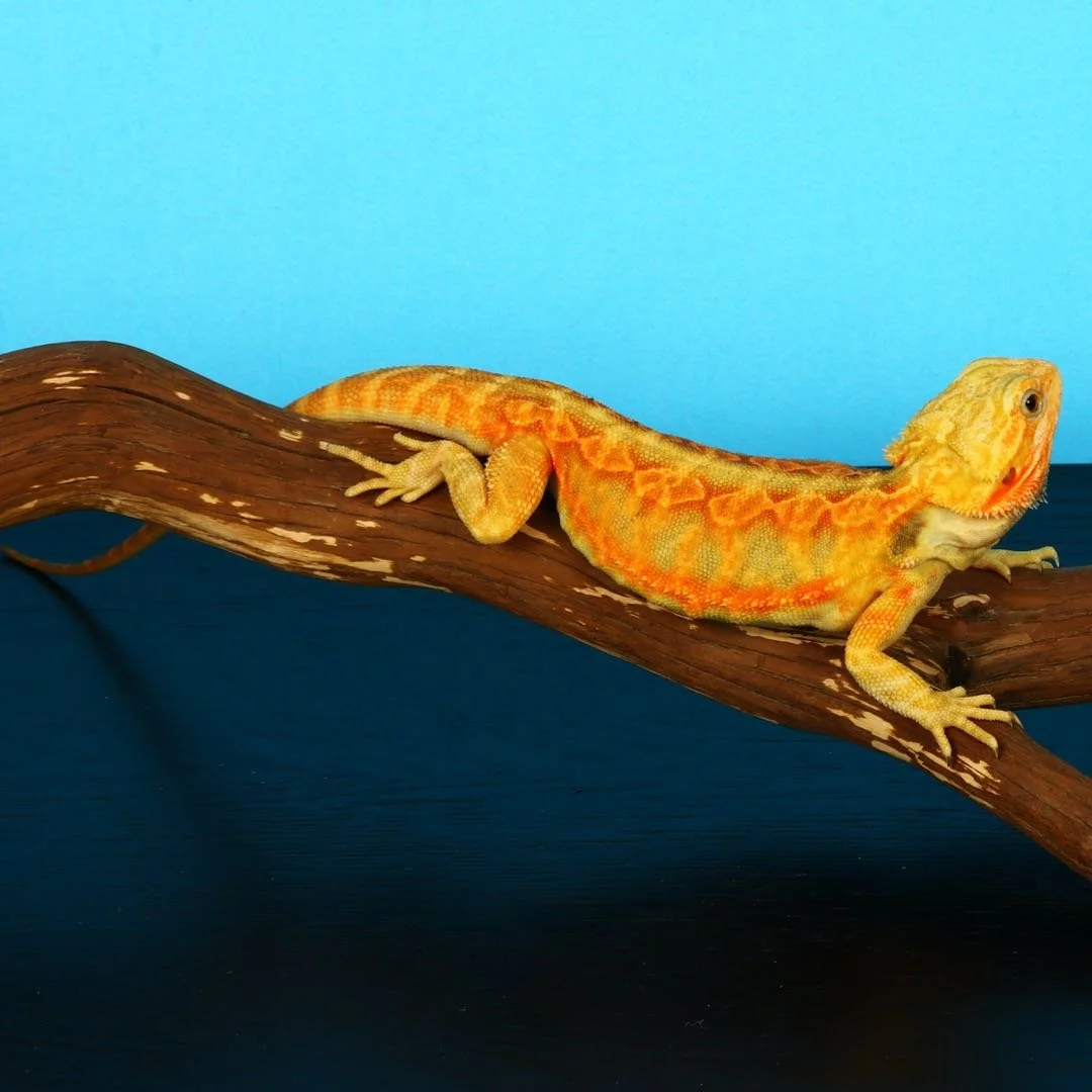 Shop Bearded Dragons — HereBDragons.com