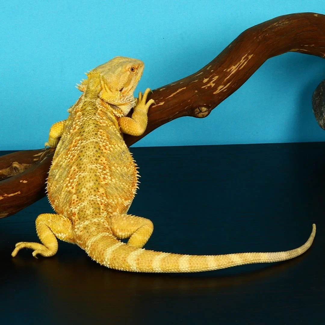 Shop Bearded Dragons — HereBDragons.com