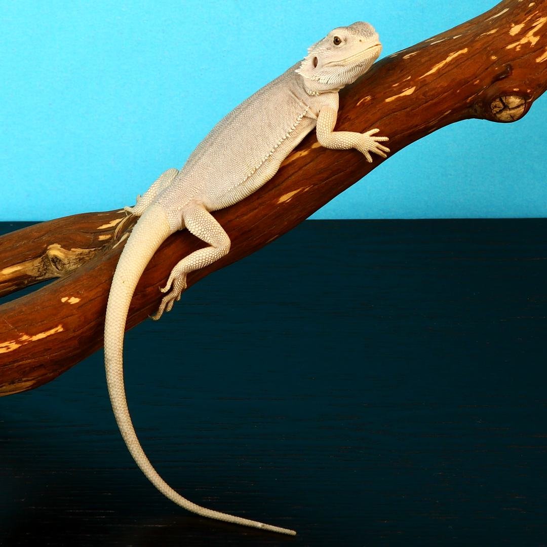 Shop Bearded Dragons — HereBDragons.com