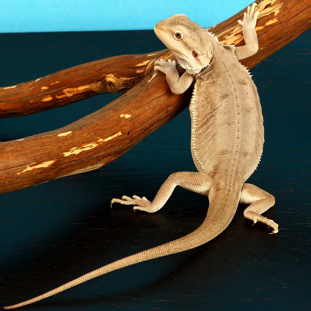 Shop Bearded Dragons — HereBDragons.com