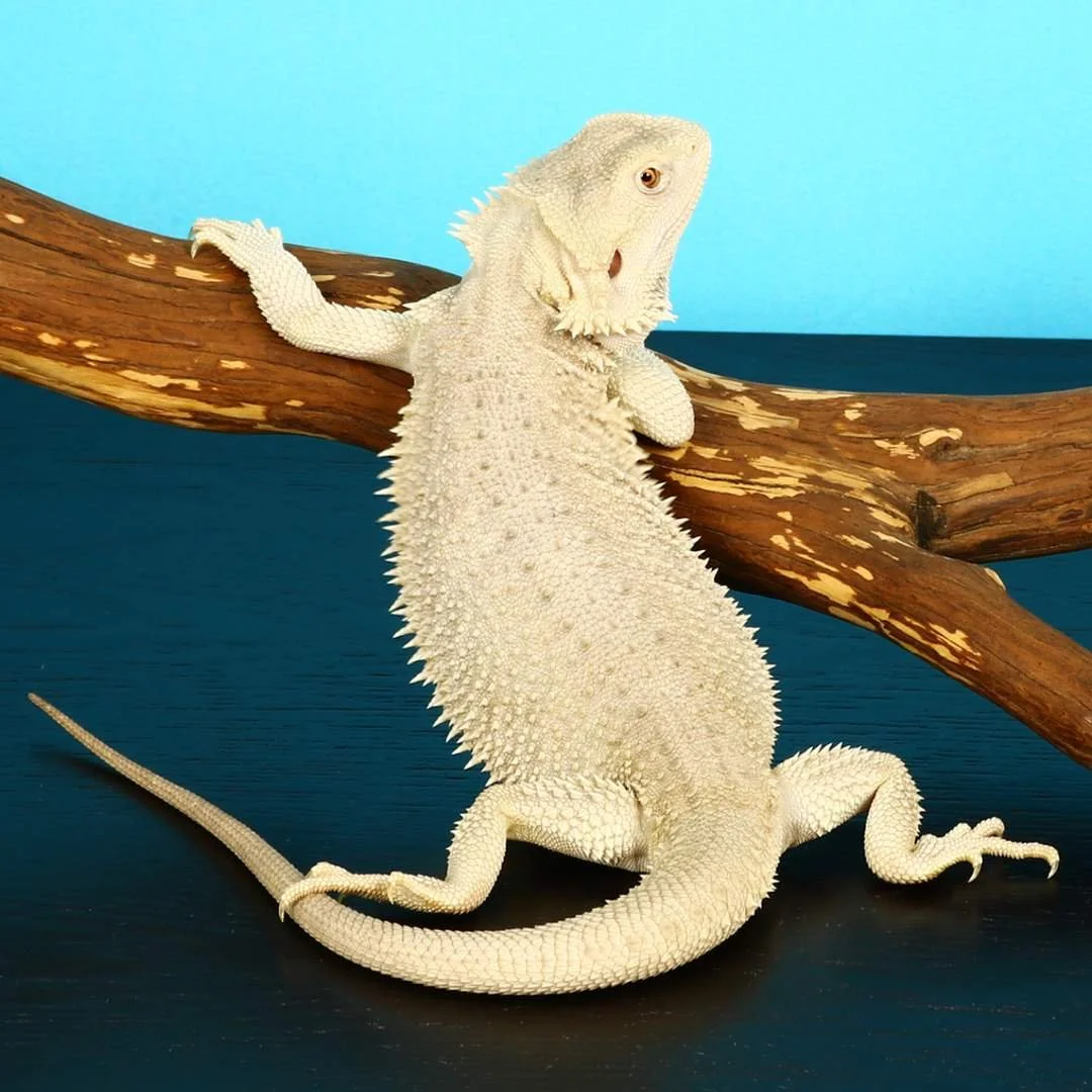 Shop Bearded Dragons — HereBDragons.com