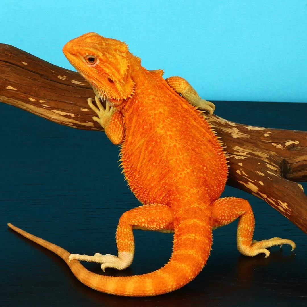 Shop Bearded Dragons — HereBDragons.com