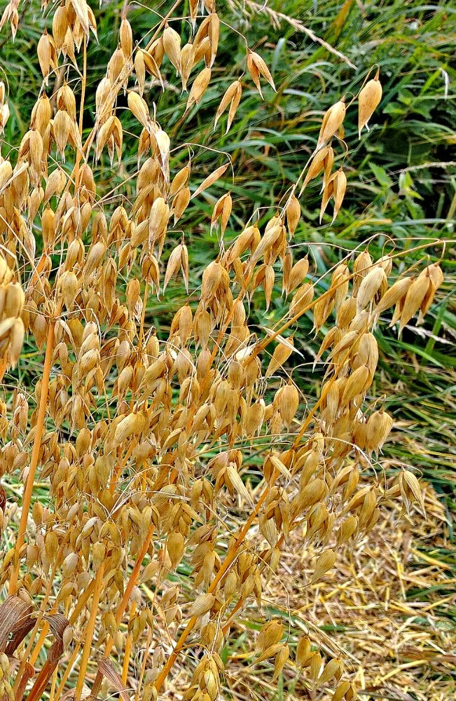 Make Porridge - tips on how to make it taste great