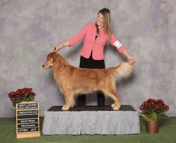 Professional Show Dog Handling — Better Behavior